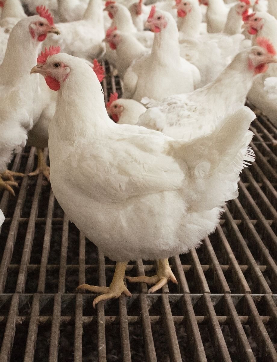 Van Gent - Vencomatic Group